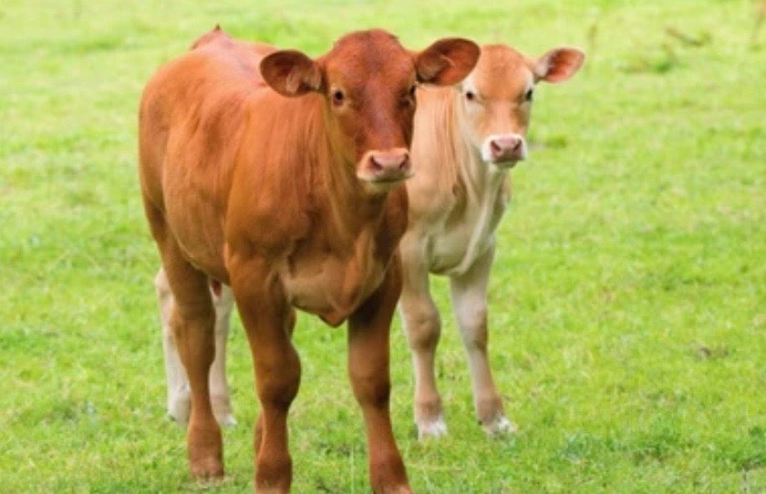 Using NLIS Tags to Improve Production – NLIS Tag Reader