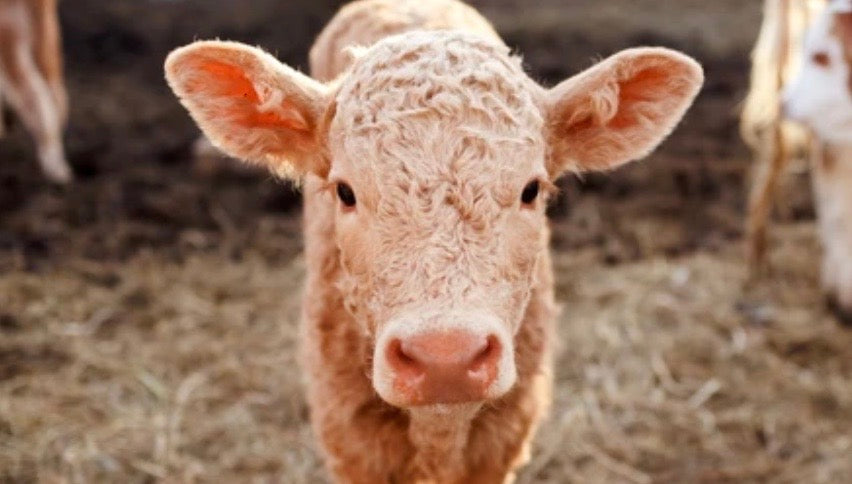 Australian National Livestock Identification System (NLIS) – NLIS Tag ...