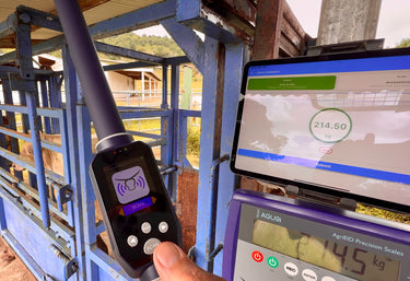 NLIS Tag Reader Australia – Trusted by 10,000+ Farmers | AgriEID